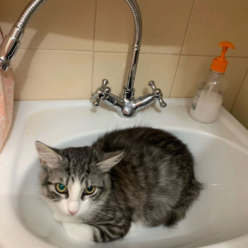 В самые добрые руки