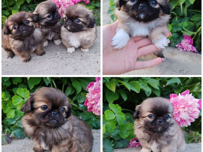 Щенки пекинеса