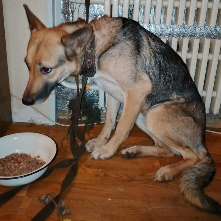 Взрослая собака в добрые руки