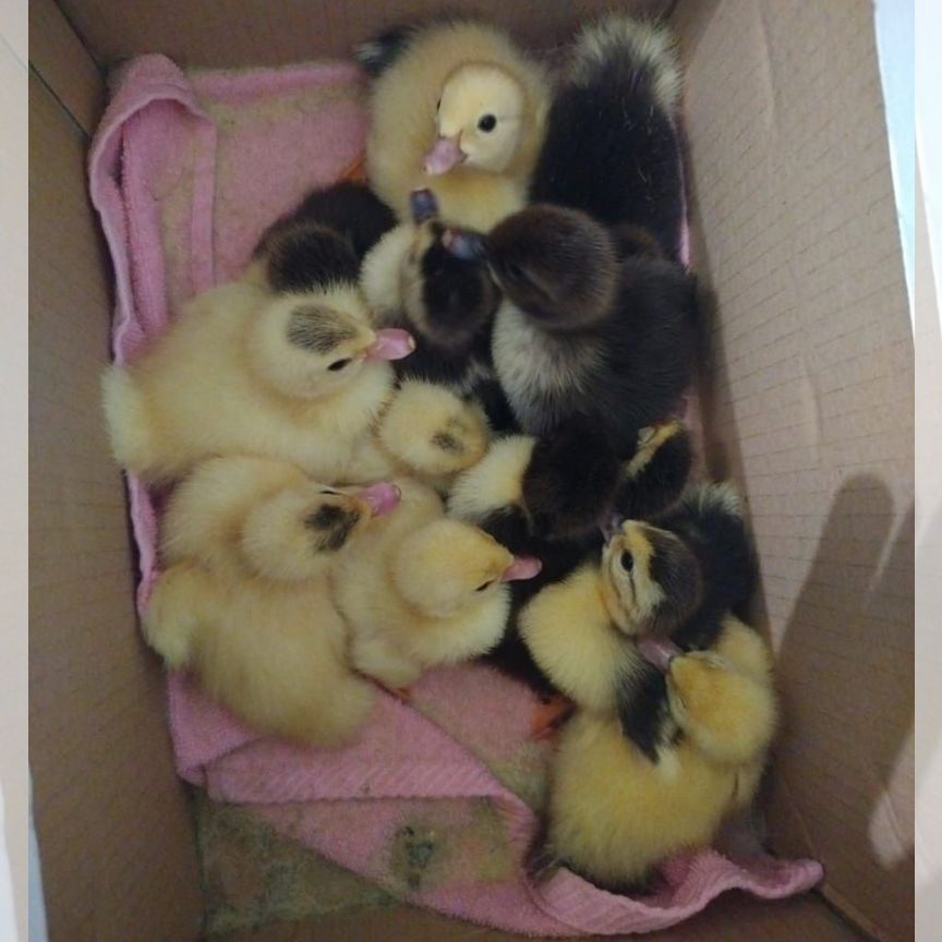 Индоутята суточные