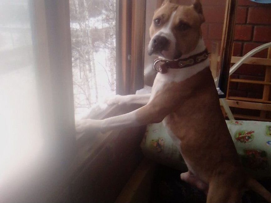 Стаффордширский терьер