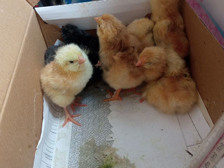 Цыплята суточные