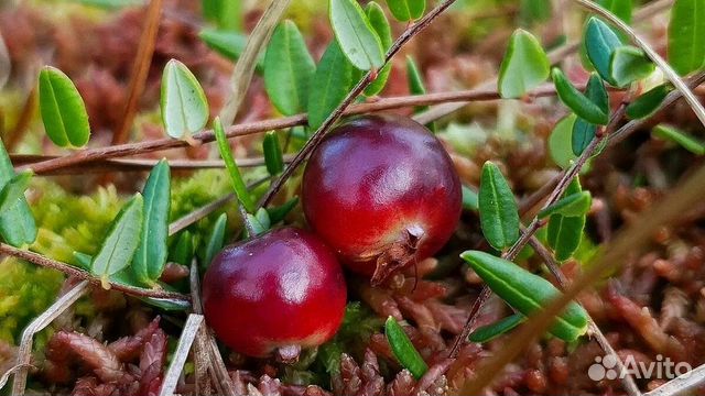 Свежая лесная клюква из чистейших уголков природы купить в Санкт ...