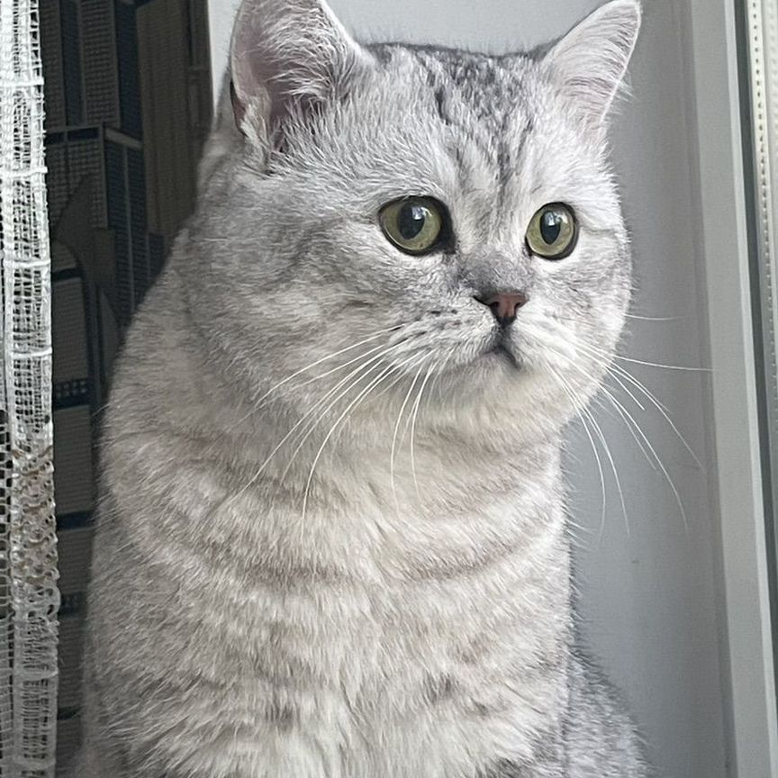 Котик в добрые руки