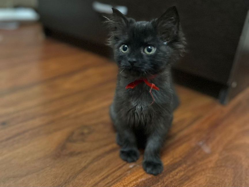 Котята 3 месяца в добрые руки (черные мальчики)