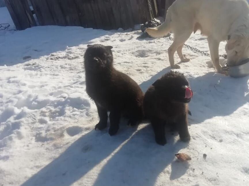 Щенки лабрадора