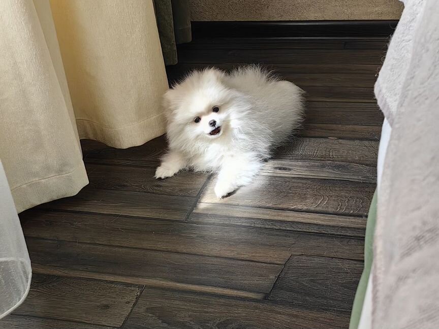 Померанский шпиц белый мальчик