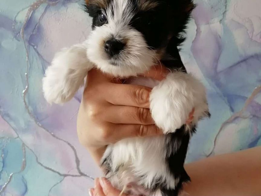 Щенки Бивер Терьер