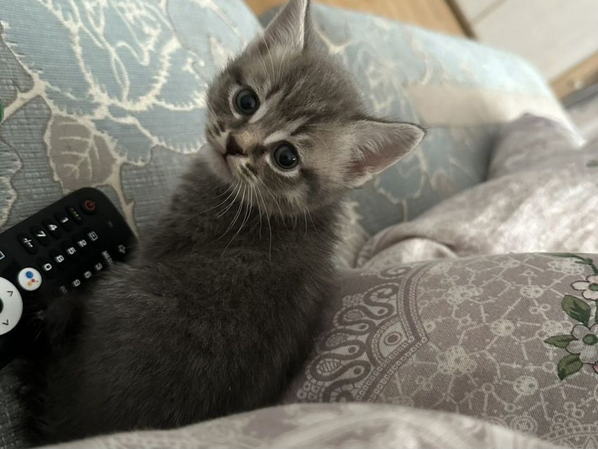 Британские котята