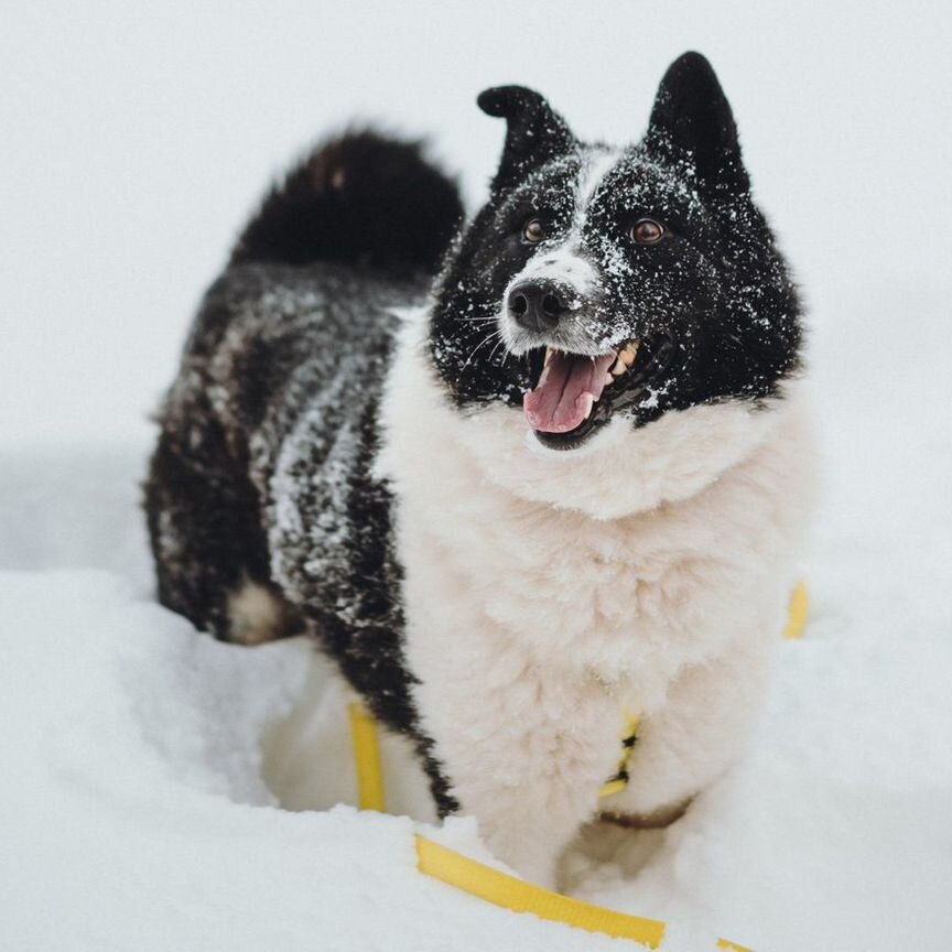 Русско-европейская лайка, взрослый пёс