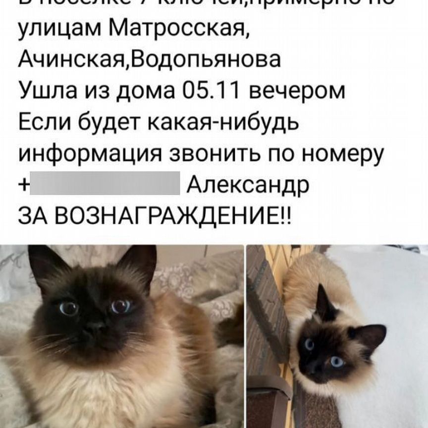 Потерялась кошка