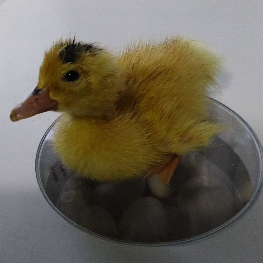 Утята муларды