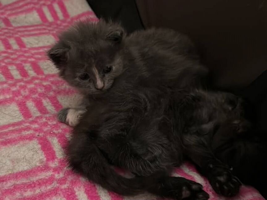 Сибирские котята