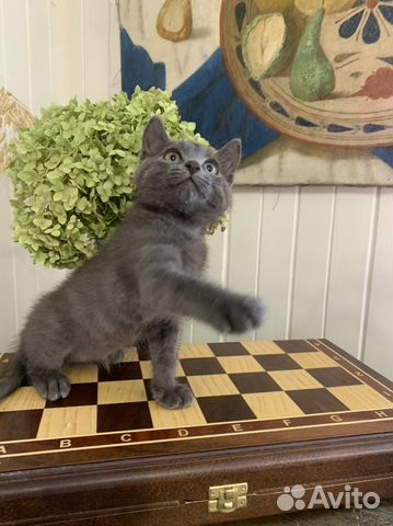 Котенок,голубая девочка, 1 месяц