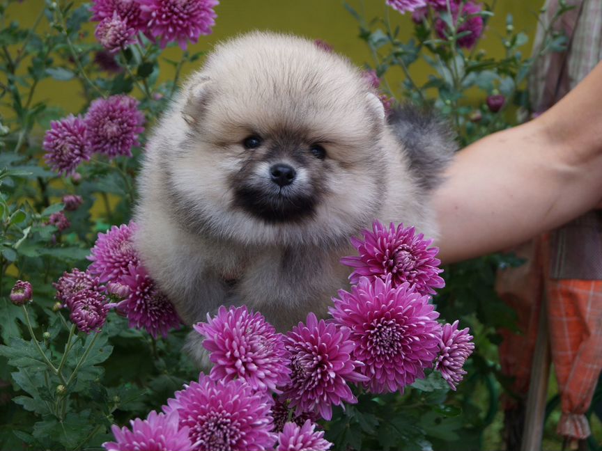 Необыкновенный мальчик - померанец