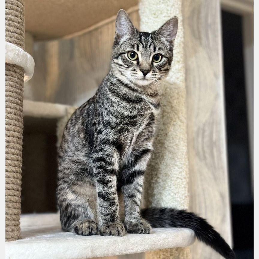 Отдам котят в добрые руки