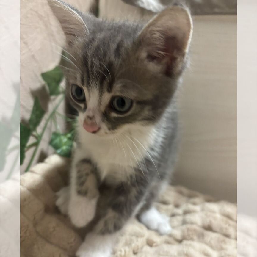 Отдам котенка в добрые руки мальчика