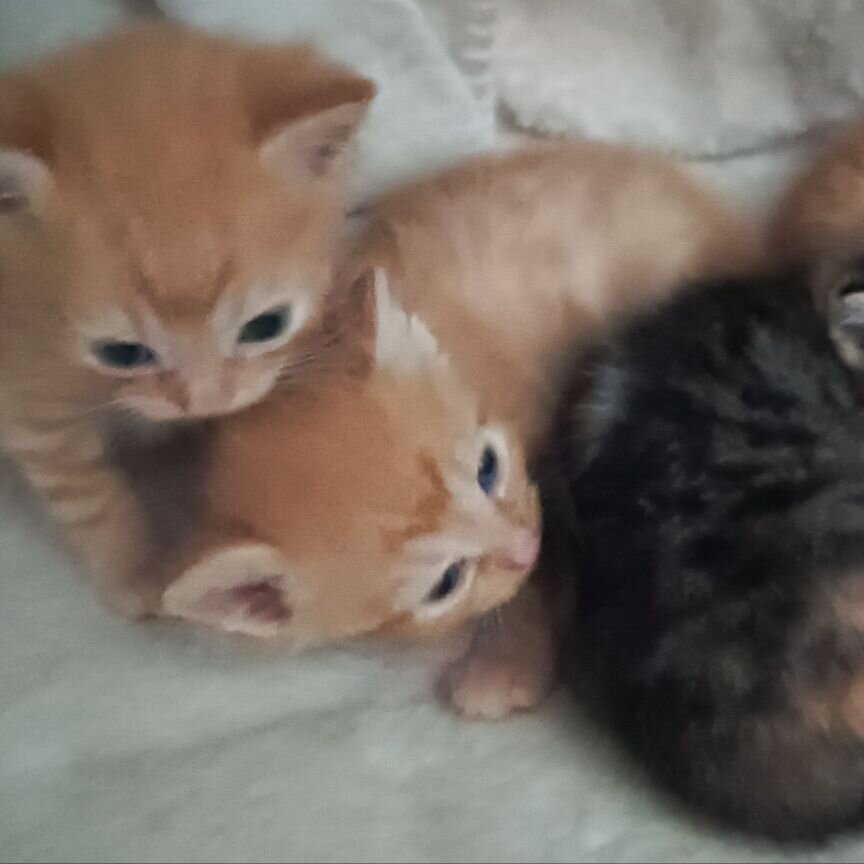 Котята