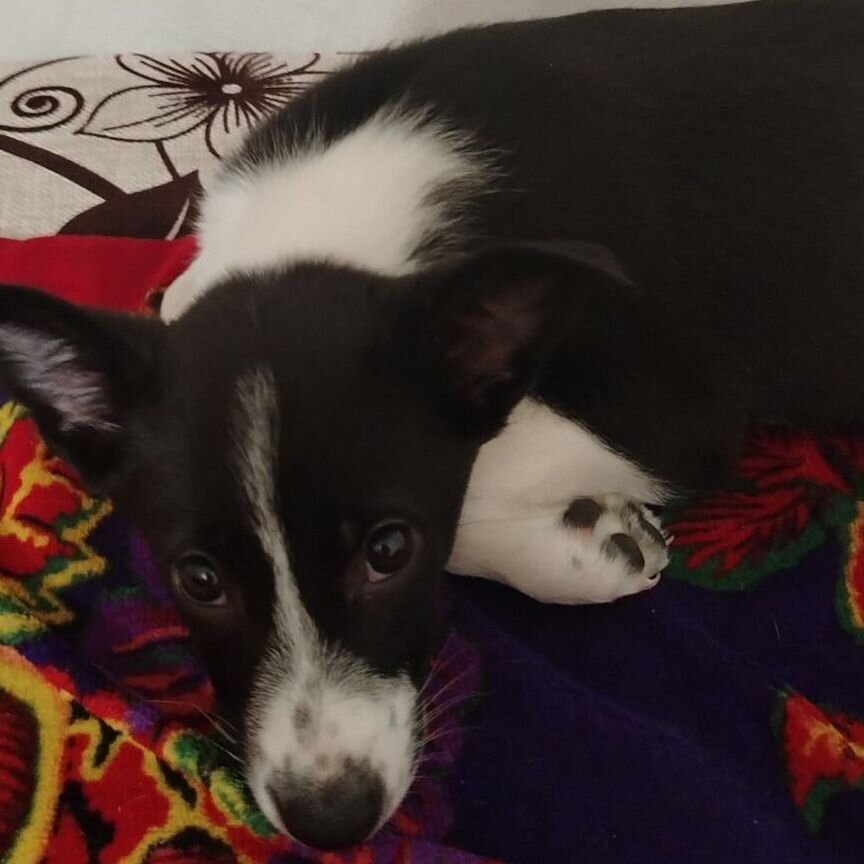 Щенок в добрые руки