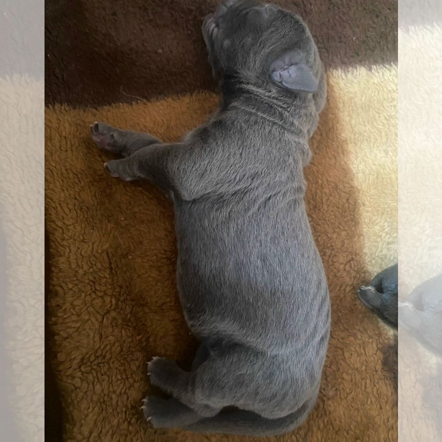 Кане-корсо, щенок