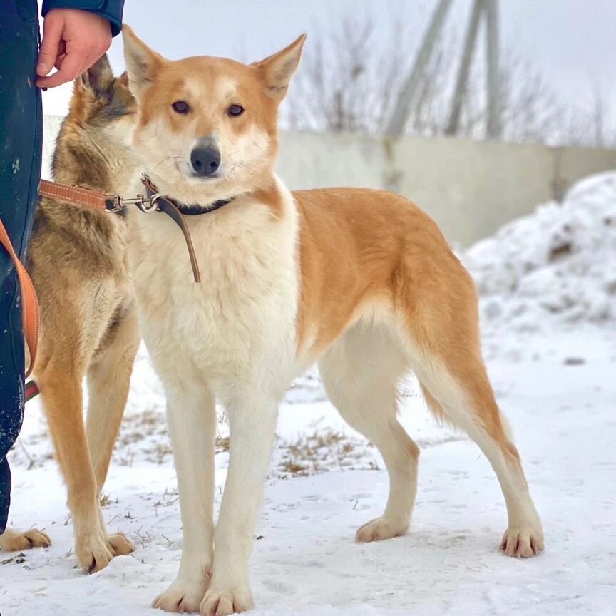 Собака в добрые руки. Злата