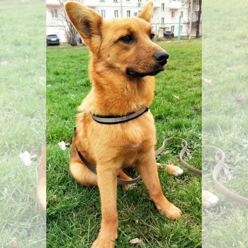 Метис Harzer fuchs бесплатно
