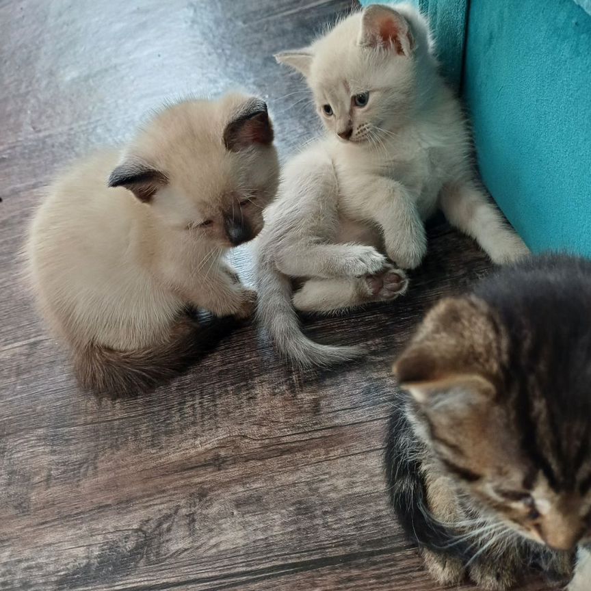 Сиамский котёнок