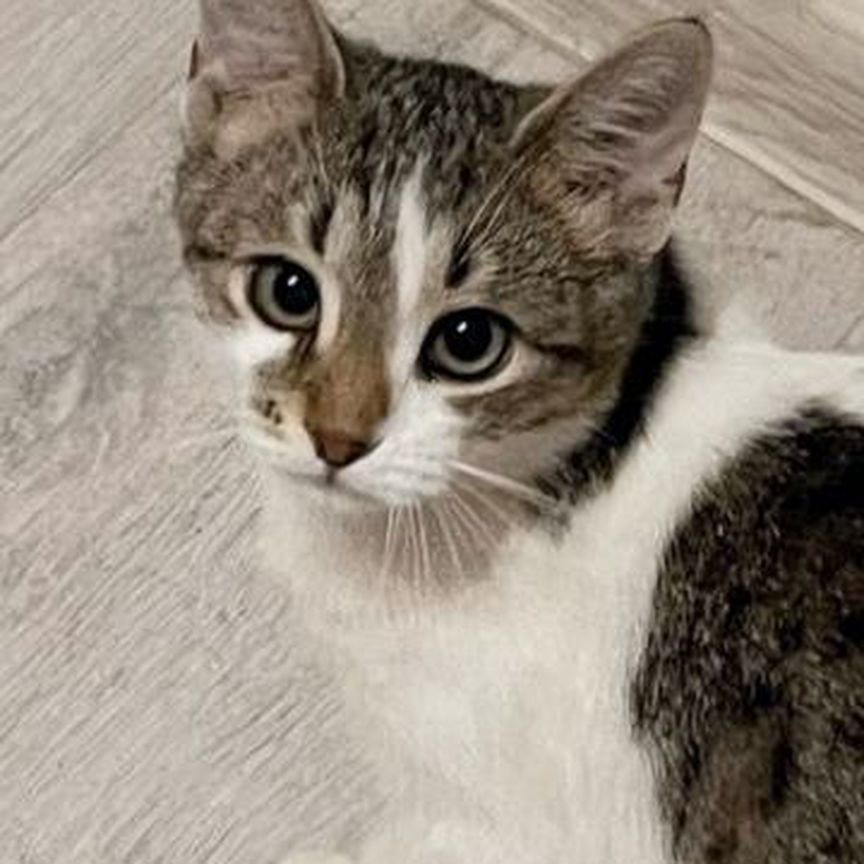 Котенок в добрые руки