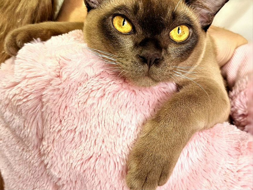 Кот Европейской бурмы