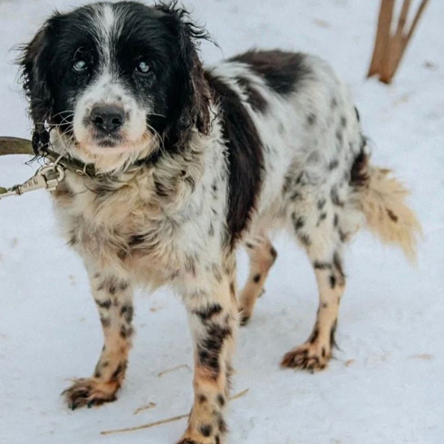 Взрослая собака в добрые руки