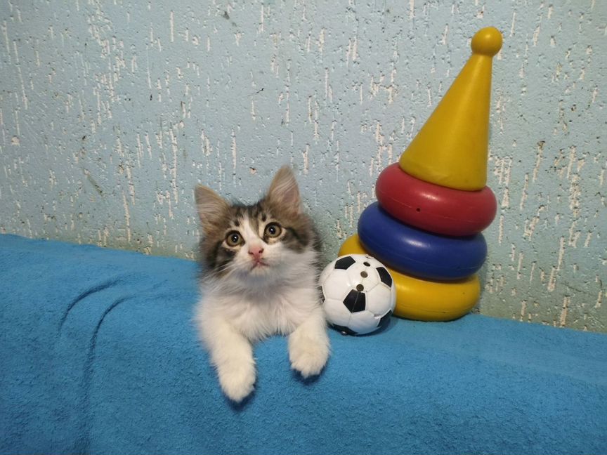 Котенок Федор