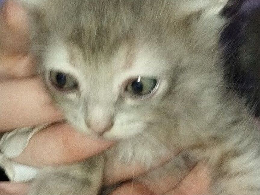 Кошки и котята