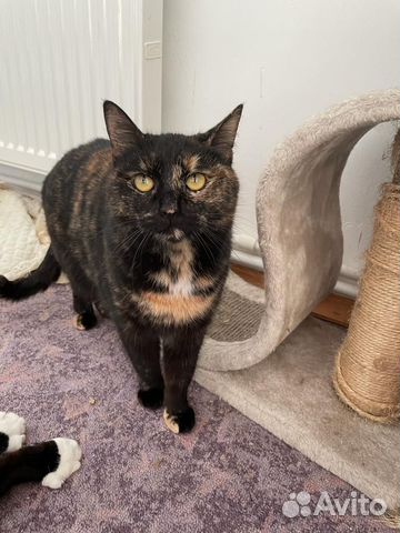 Харизматичная кошка Амалия в добрые руки