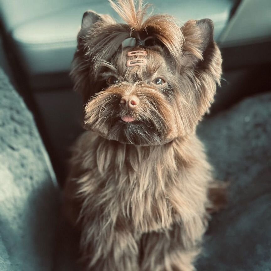 Йоркширский терьер мини вязка мальчик