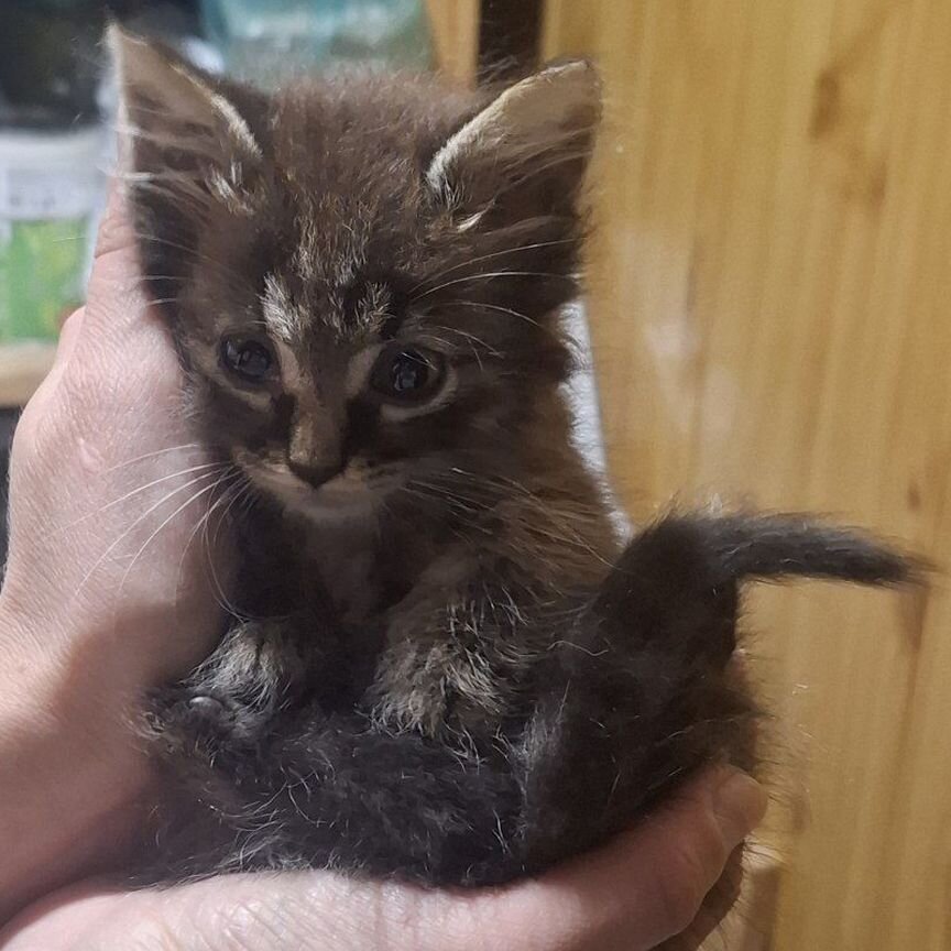 Котенок мальчик в добрые руки