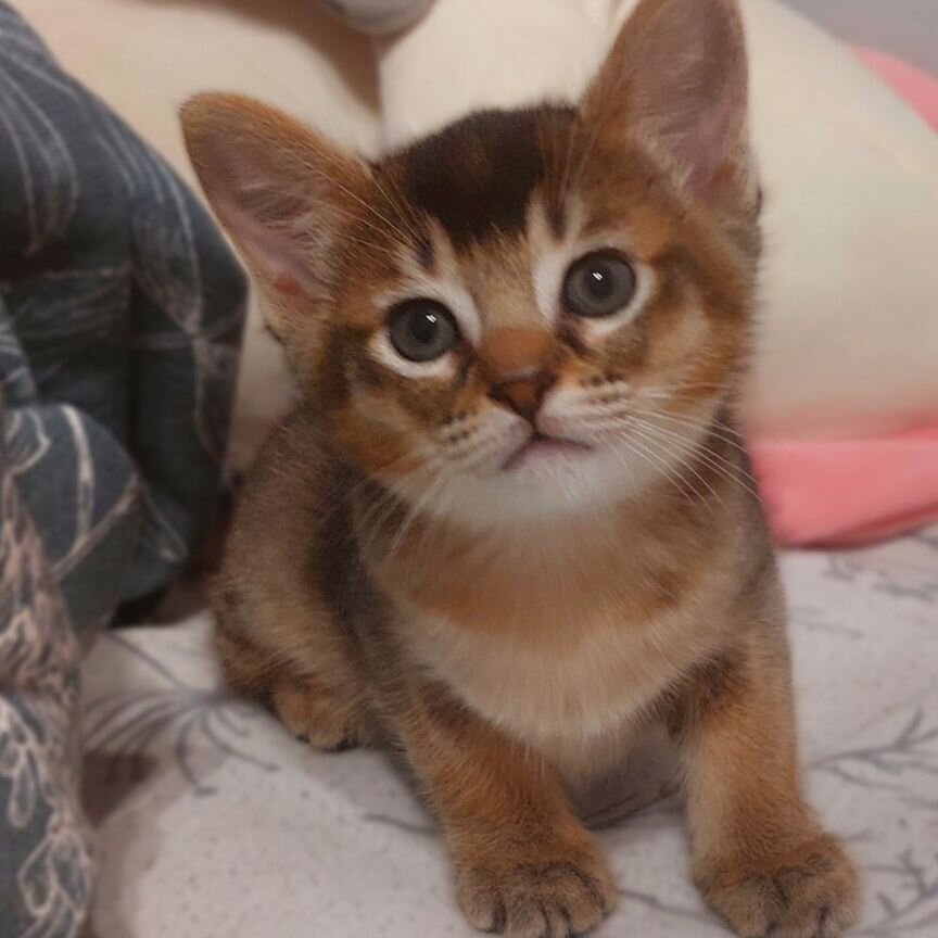 Абиссинский котёнок