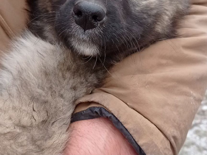 Щеночки шикарные,3 мес