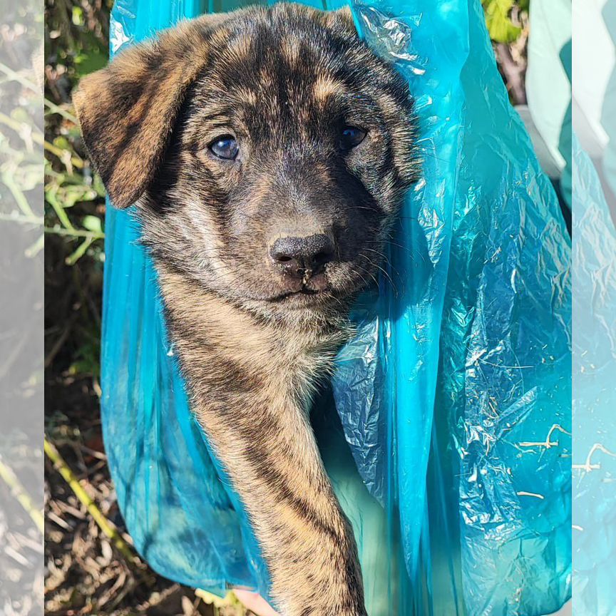 Жду мамочку