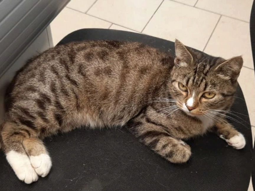 В добрые руки