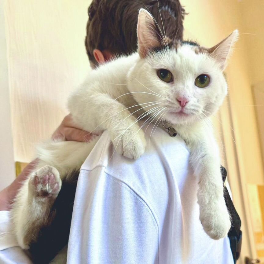 Самая ласковая кошечка Горошка