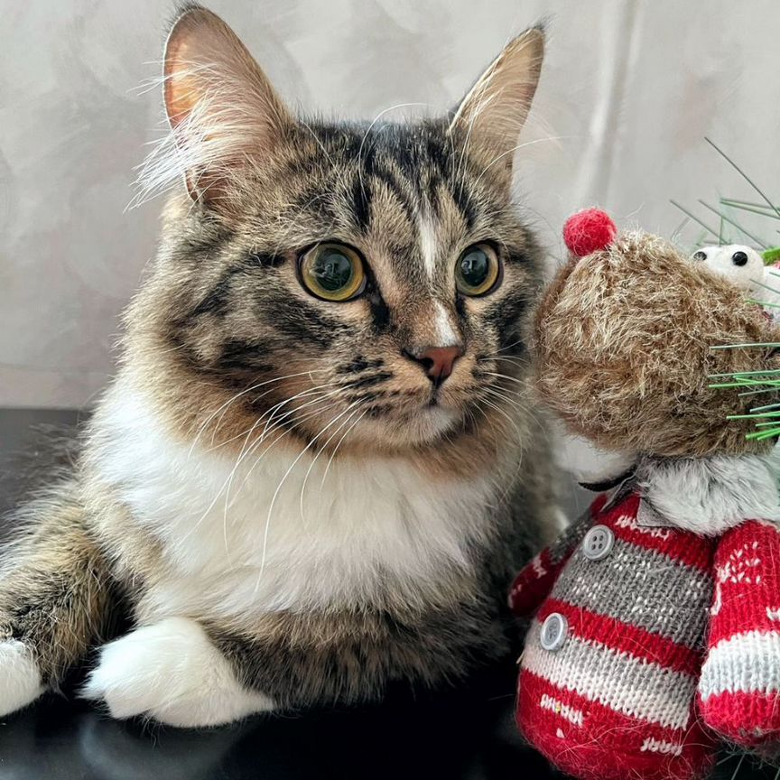 Взрослый кот в добрые руки