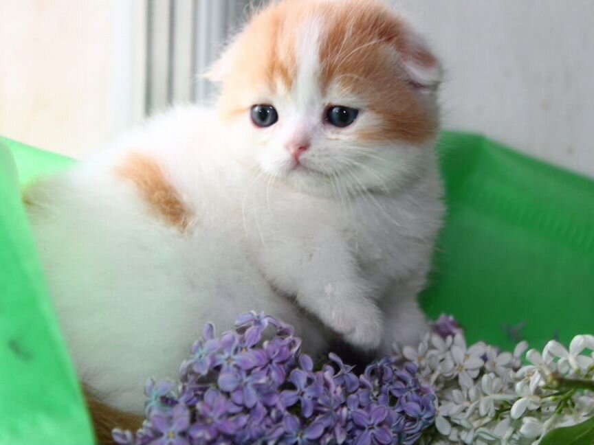 Котята красный мрамор биколор, арлекины