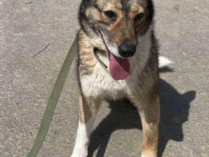 Собака, с красивым именем Тома