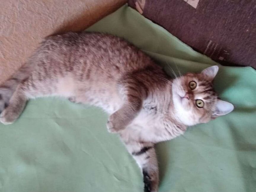 Кошка