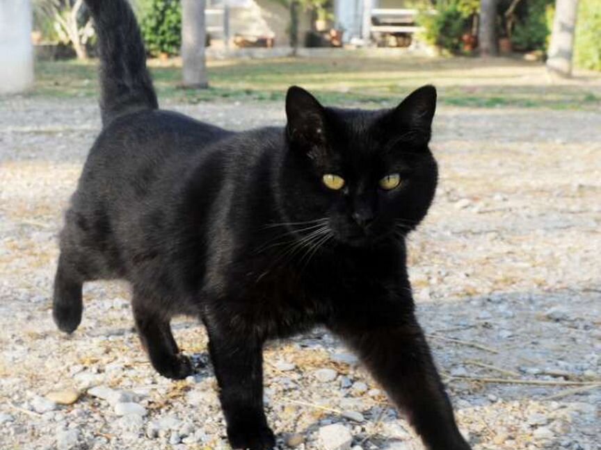 Кошка в очень хорошие руки