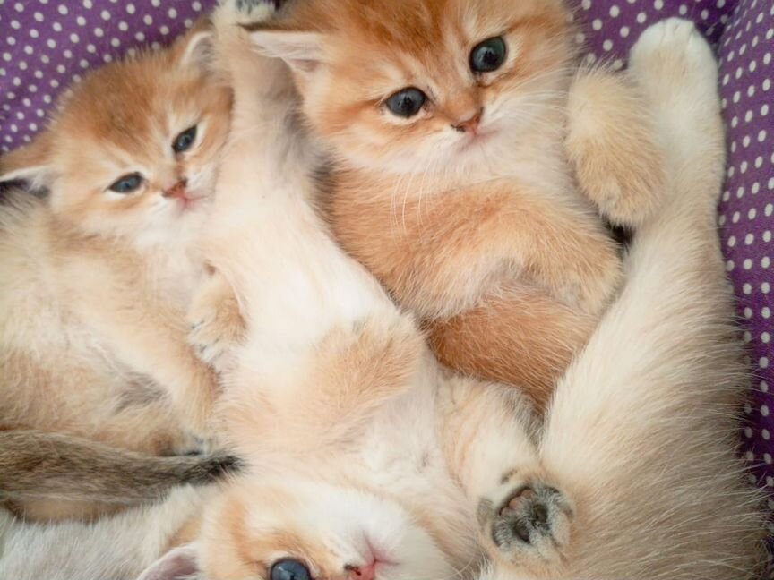 Британские котята золотая шиншилла