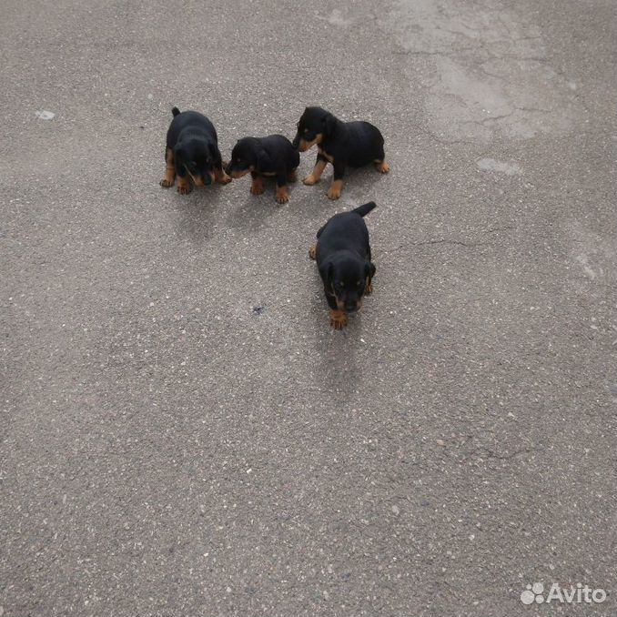 Щенки ягдтерьера