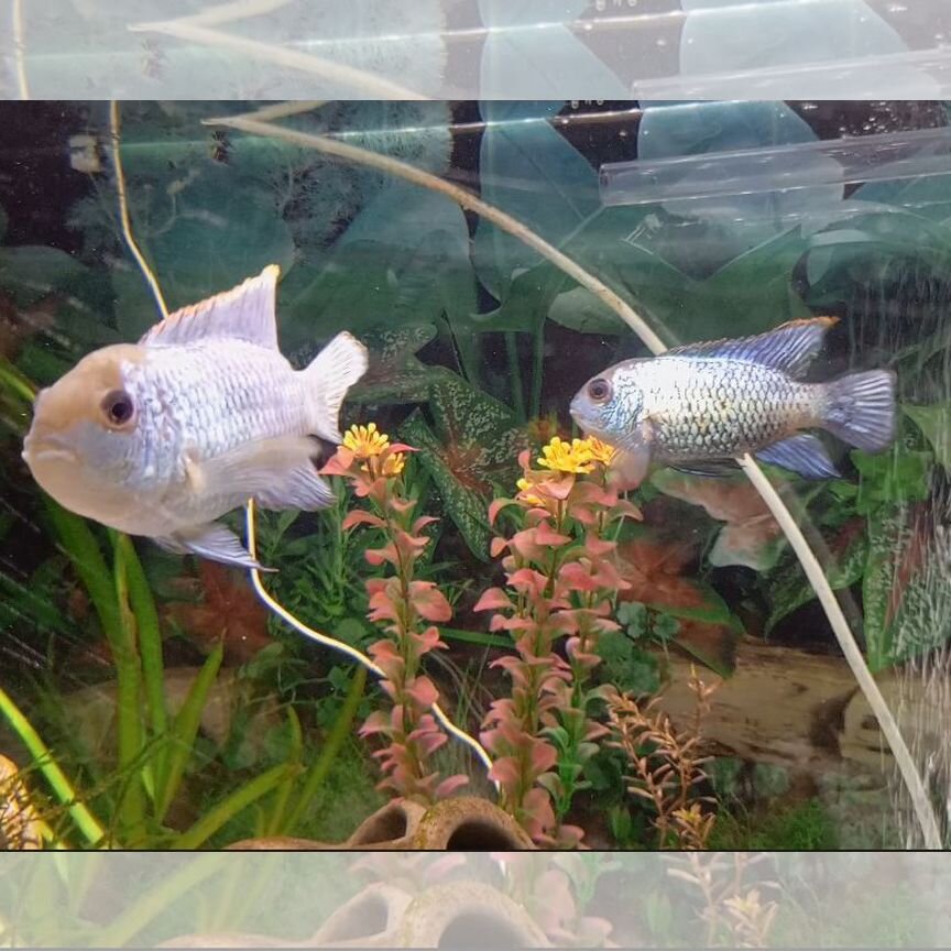 Наннакары неоновые (пара)