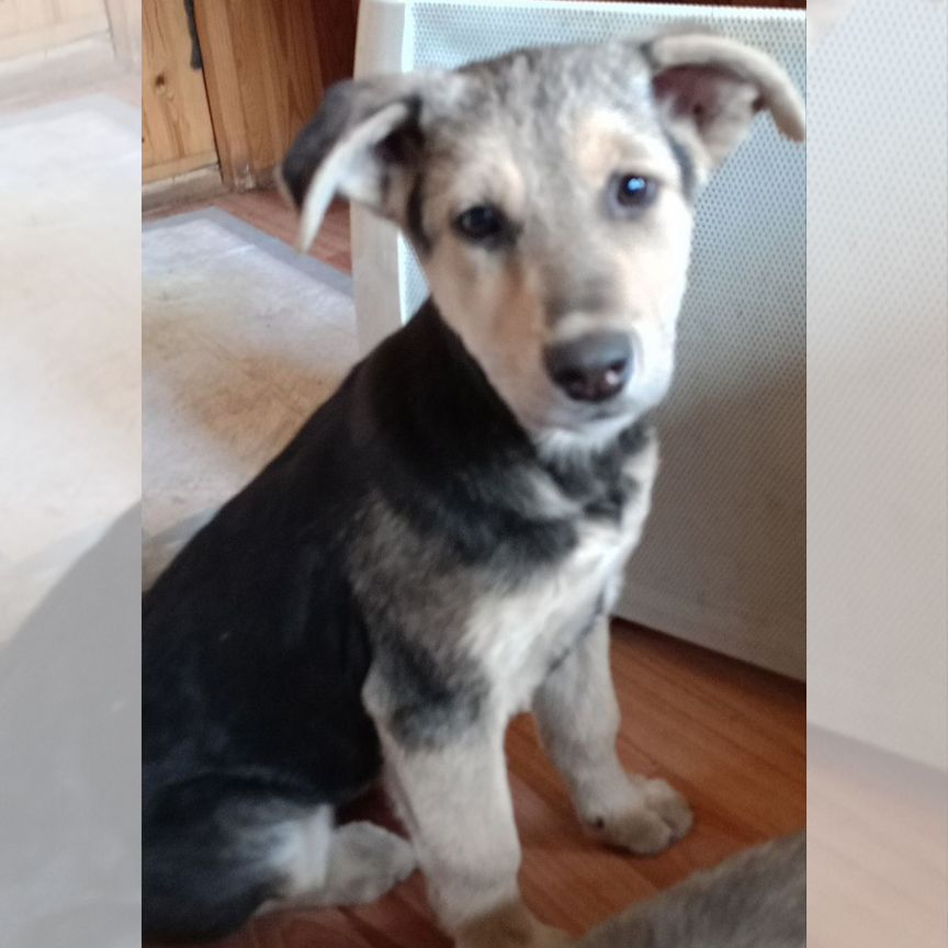 Щенок от частного владельца