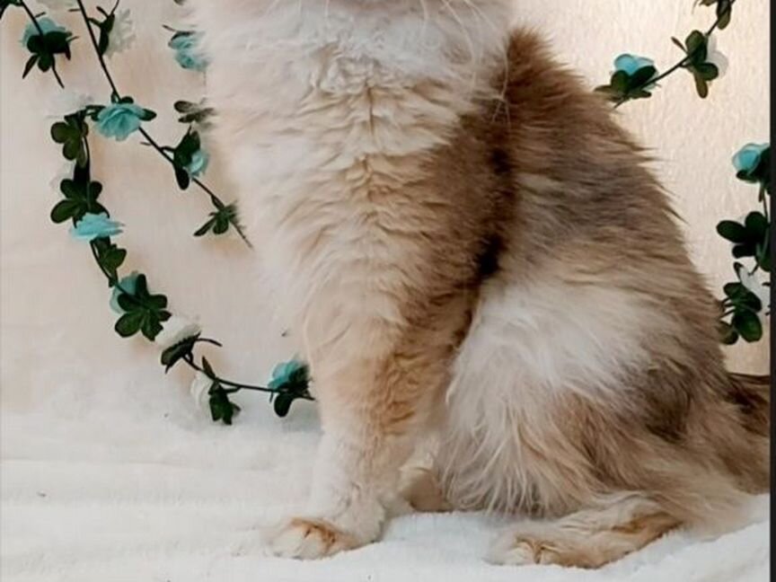 Котик Акелла